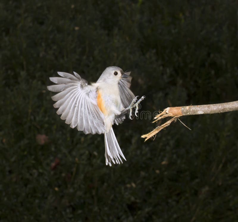 Tufted Titmouse (Baeolophus Bicolor) Flying Stock Image - Image of ...