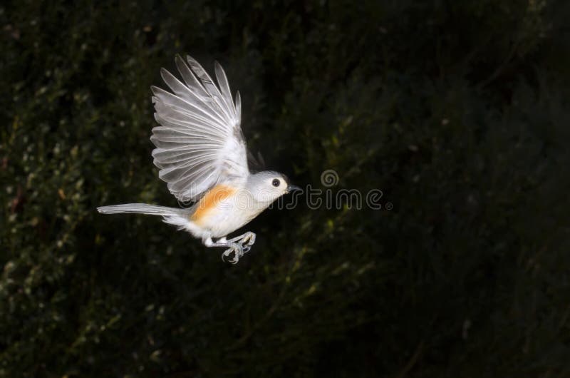 Tufted Titmouse (Baeolophus Bicolor) Flying Stock Photo - Image of ...
