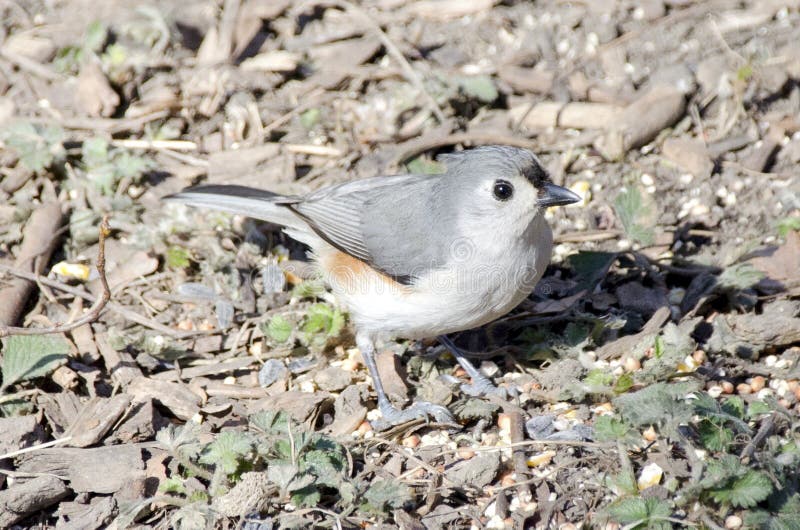 Tufted Titmouse stock image. Image of passerine, united - 87234867