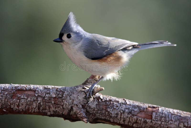 Tufted Titmouse stock image. Image of gray, titmouse - 47971991