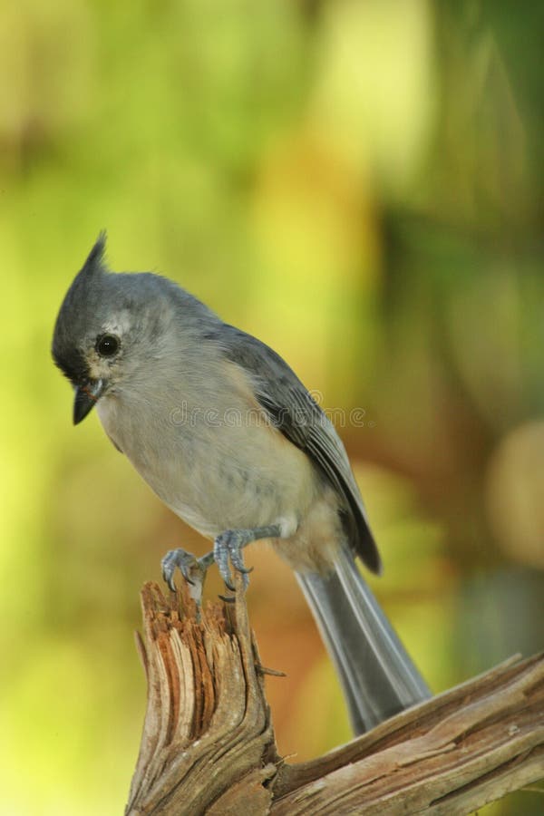 Tufted Titmouse Bird On Branch Stock Photo - Image of looks, titmouse ...