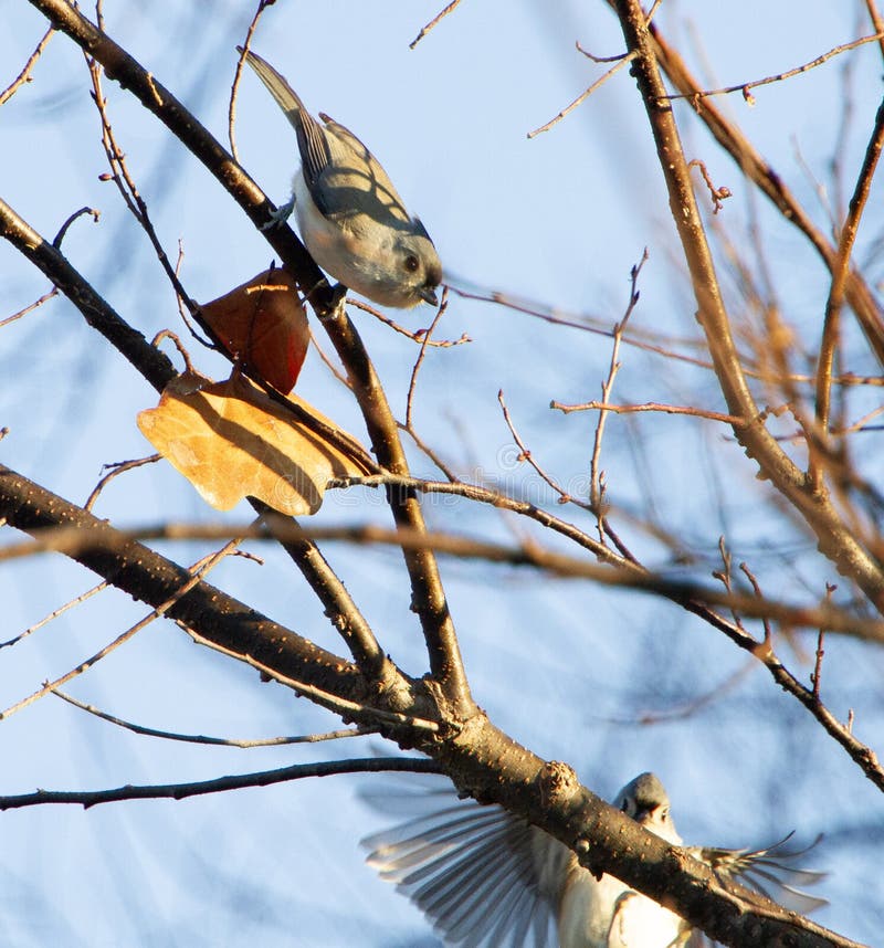 Tufted Titmouse, 2 Birds in the Tree One in Flight Stock Photo - Image ...