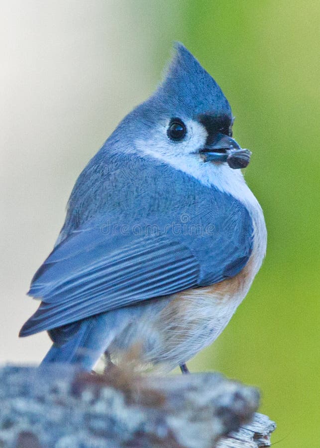 Tufted titmouse stock image. Image of station, feathers - 69159217