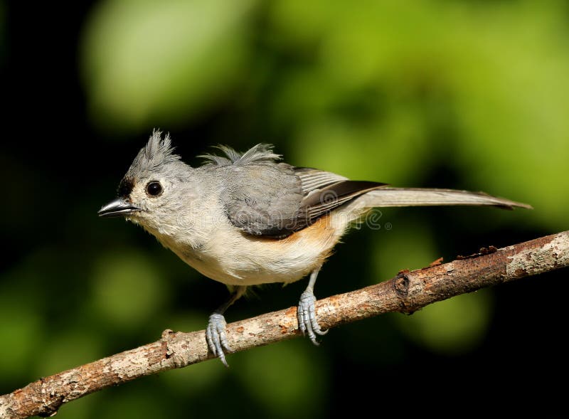 Tufted Titmouse stock photo. Image of grey, closeup, avian - 42625490