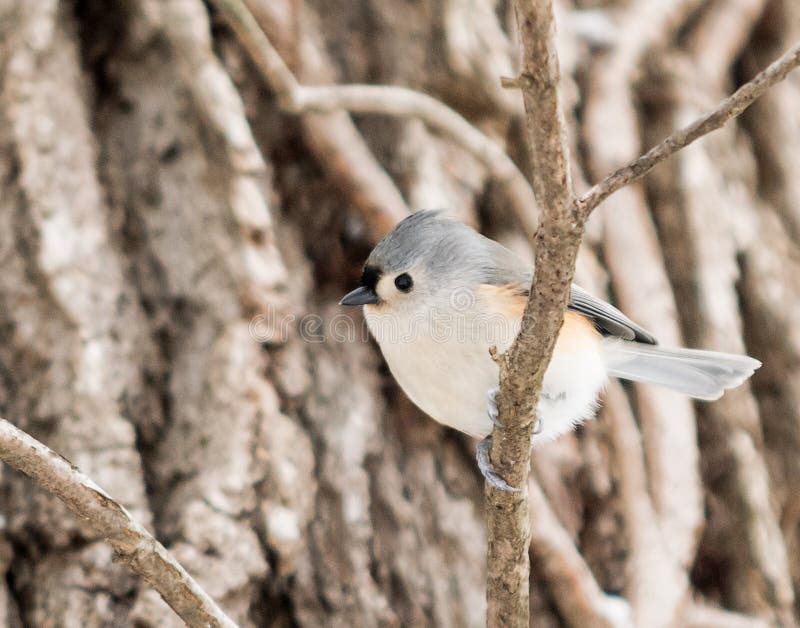 Tufted Titmouse stock image. Image of close, closeup - 36825937