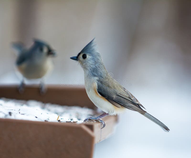 Tufted Titmouse stock image. Image of closeup, bird, nature - 36828337