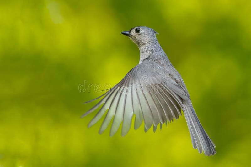 Tufted Titmouse in Flight stock photo. Image of county - 181806442