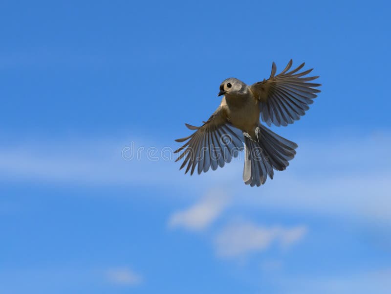 Beautiful Tufted Titmouse in Flight, Against Partly Cloudy Sky Stock ...
