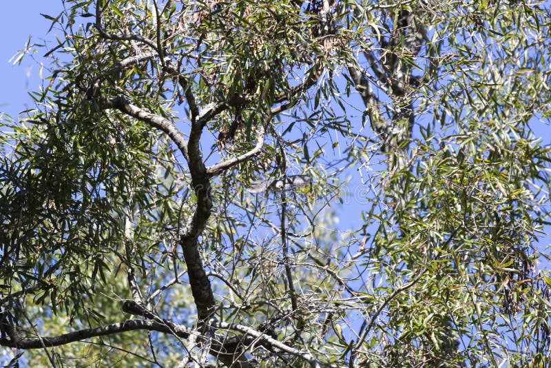 Tufted-Titmouse Flying stock photo. Image of life, bird - 253432940