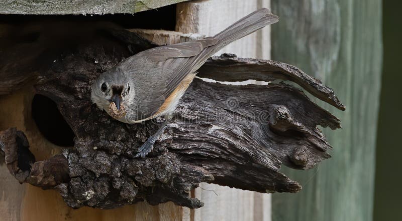 Titmouse and Caterpillar stock photo. Image of tufted - 7197878