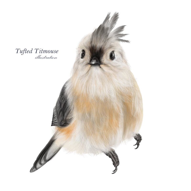 Tufted Titmouse Illustration. Stock Illustration - Illustration of cute ...
