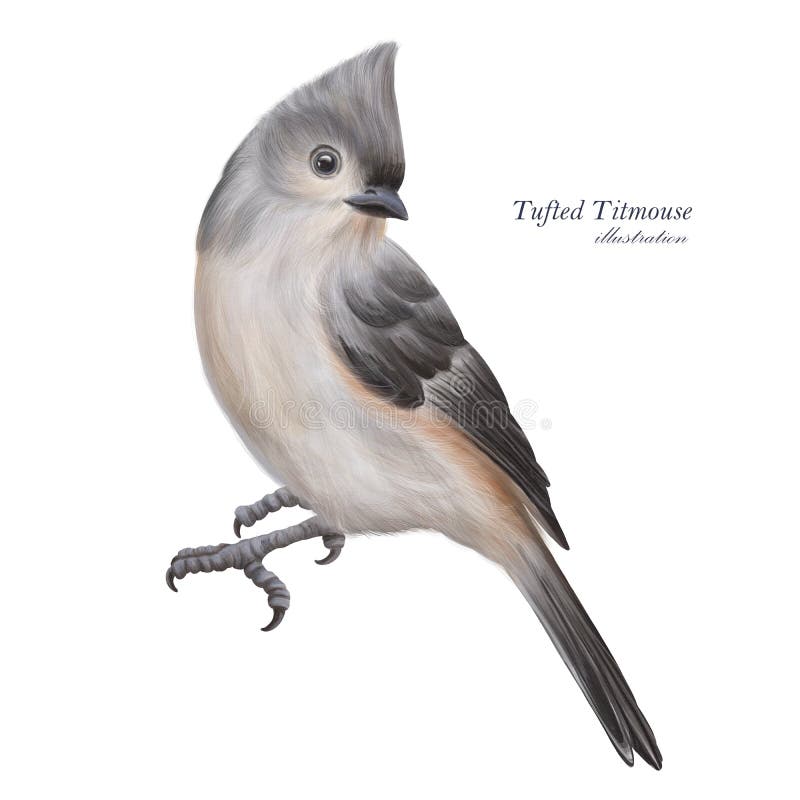 Tufted Titmouse Illustration. Stock Illustration - Illustration of ...