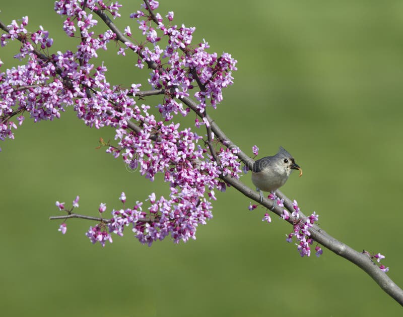 Tufted Titmouse with Insect in Beak in Redbud Tree Stock Image - Image ...