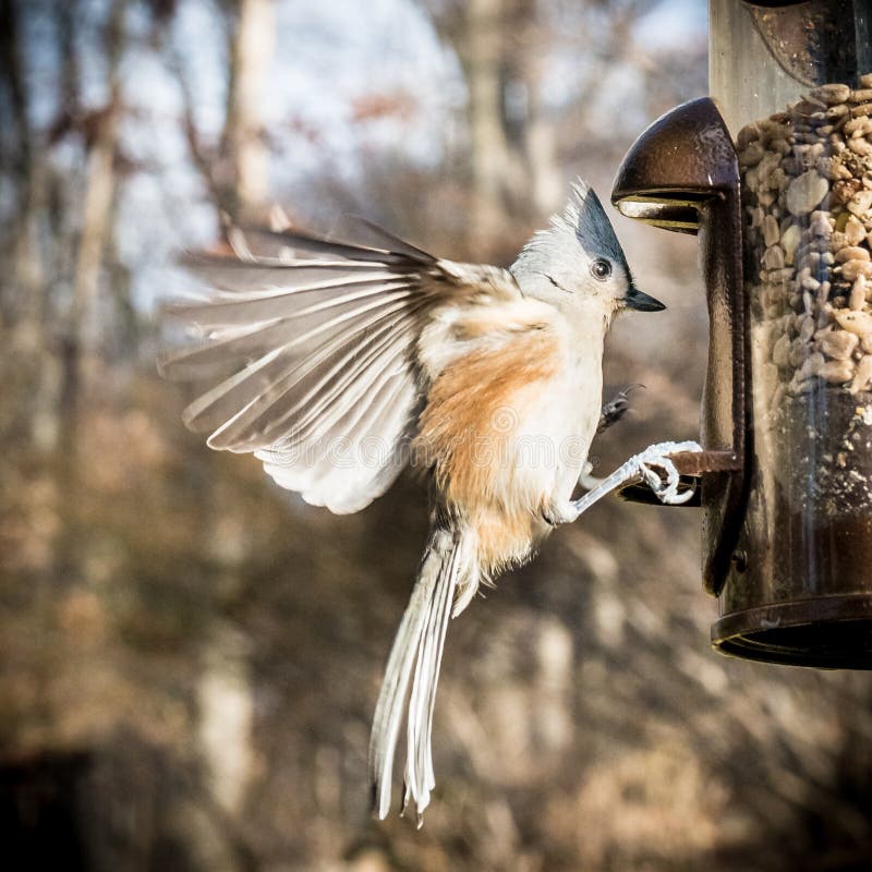 Tufted Titmouse Landing on a Bird Feeder Stock Photo - Image of ...