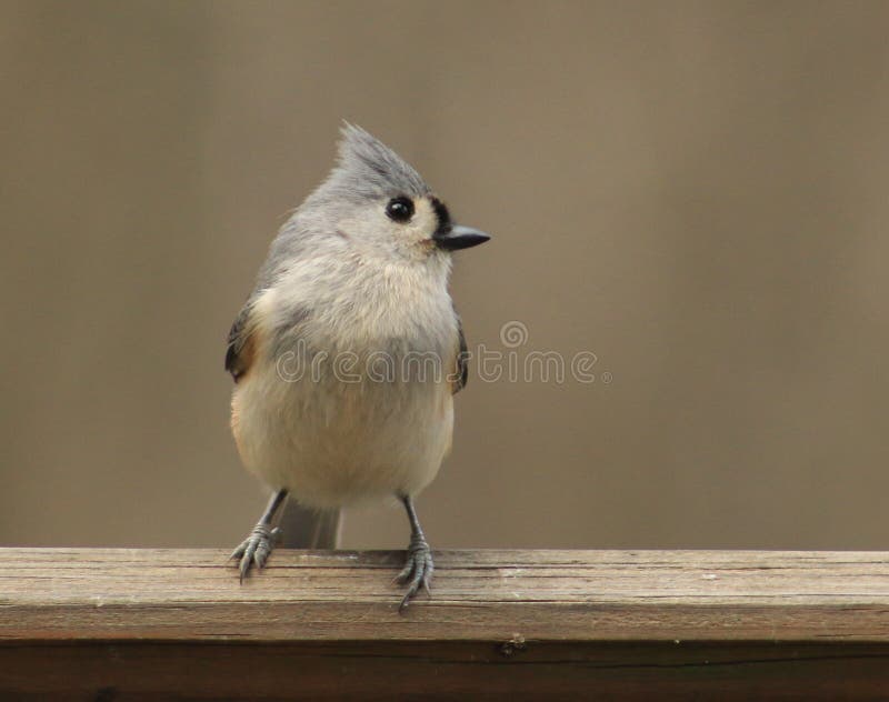 Tufted Titmouse stock image. Image of wildbirds, tufted - 70259913