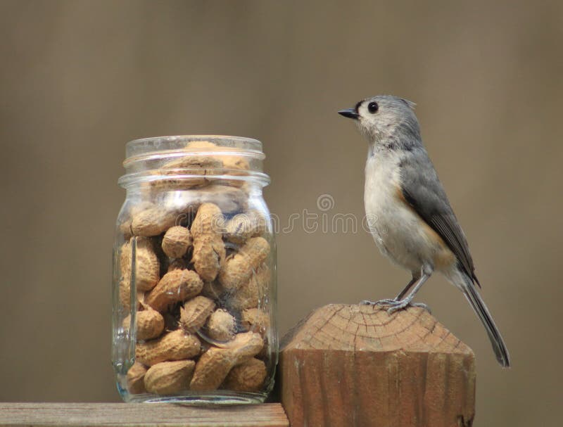 Tufted Titmouse stock photo. Image of peanuts, wildbirds - 70260082