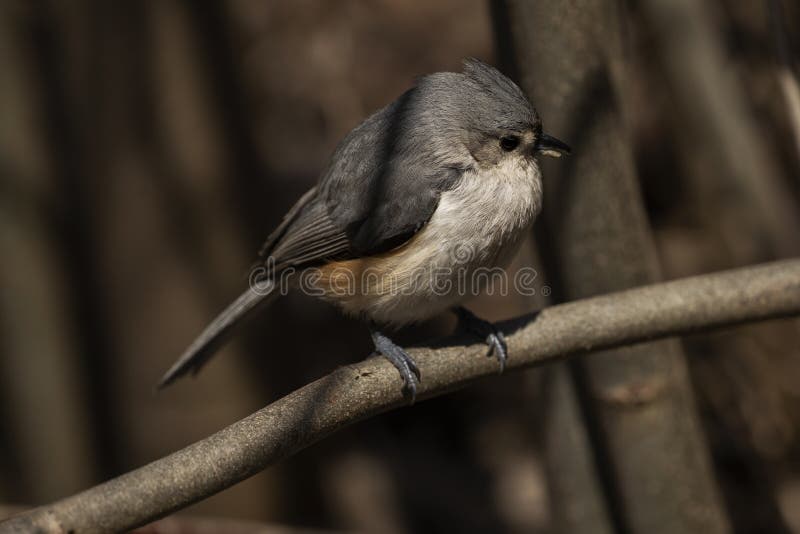 Tufted Titmouse stock photo. Image of food, baeolophus - 276157010