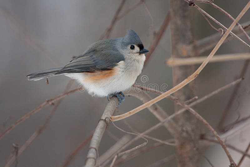 Tufted Titmouse on a Natural Perch Stock Image - Image of grey, tufted ...