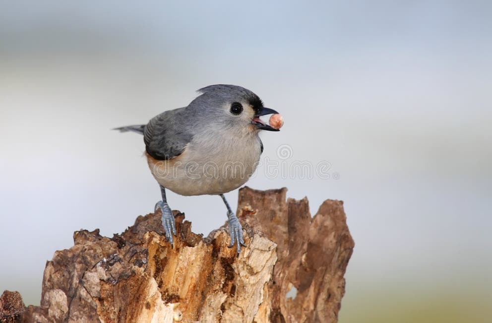 Tufted Titmouse with a Peanut Stock Photo - Image of peanut, birding ...