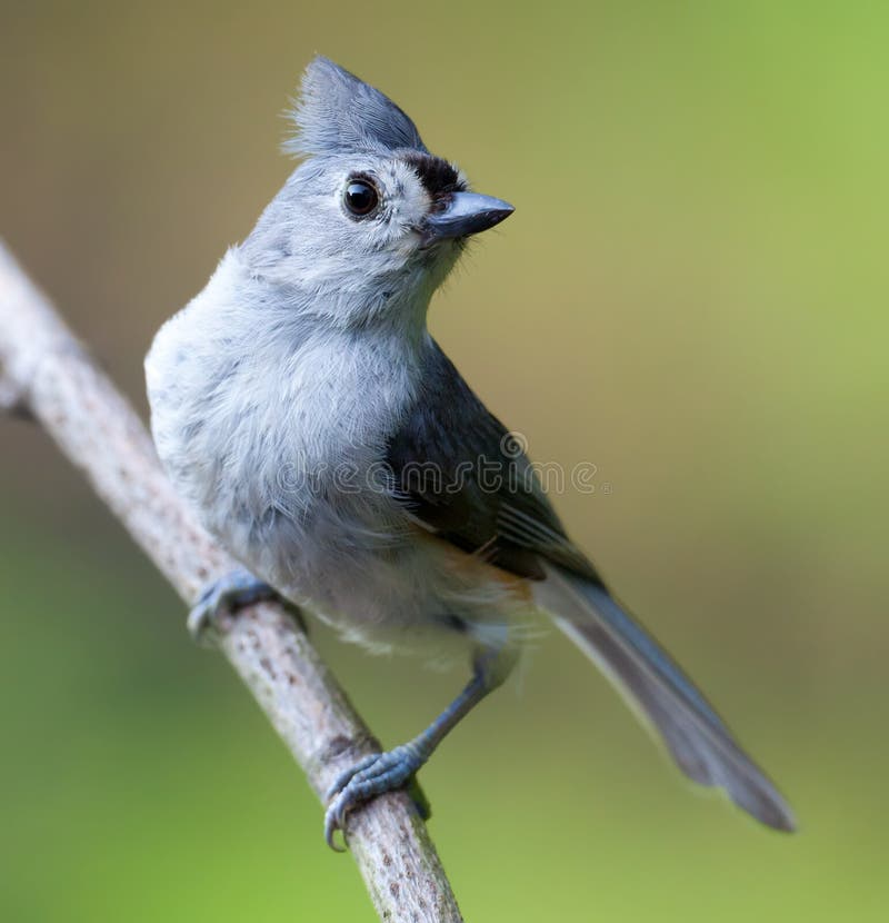 Tufted Titmouse bird stock image. Image of feathers, branch - 12404071