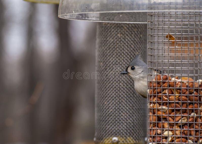 Tufted Titmouse stock image. Image of wildlife, nature - 36397907