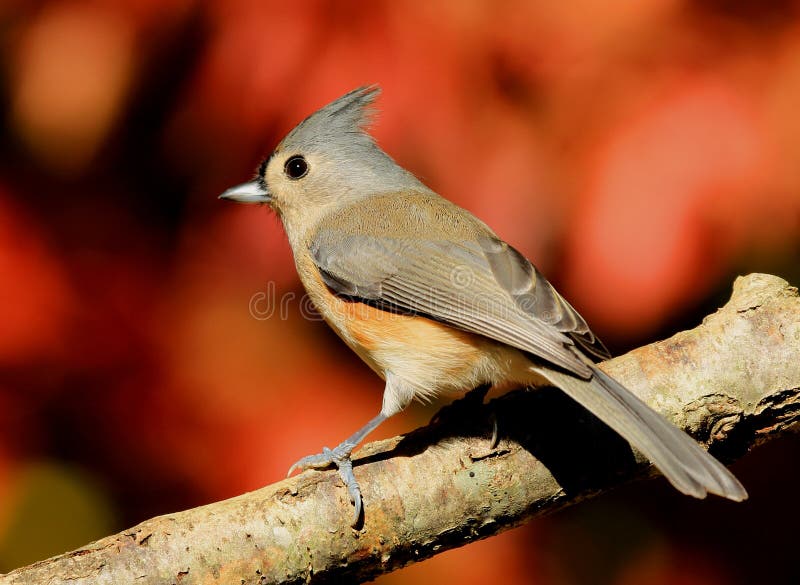 Tufted Titmouse stock image. Image of birdwatching, feathers - 64391123