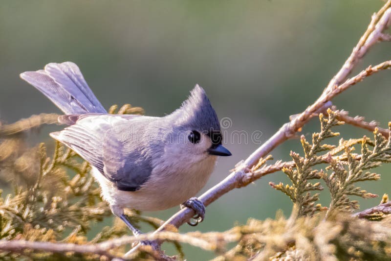 Tufted Titmouse Perched on a Branch in Winter Stock Photo - Image of ...
