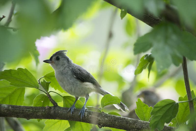 508 Titmouse Bush Stock Photos - Free & Royalty-Free Stock Photos from ...