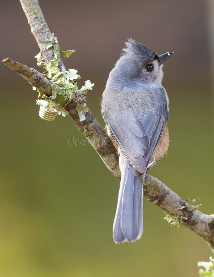 Tufted Titmouse Perched on Branch Stock Photo - Image of songbird ...