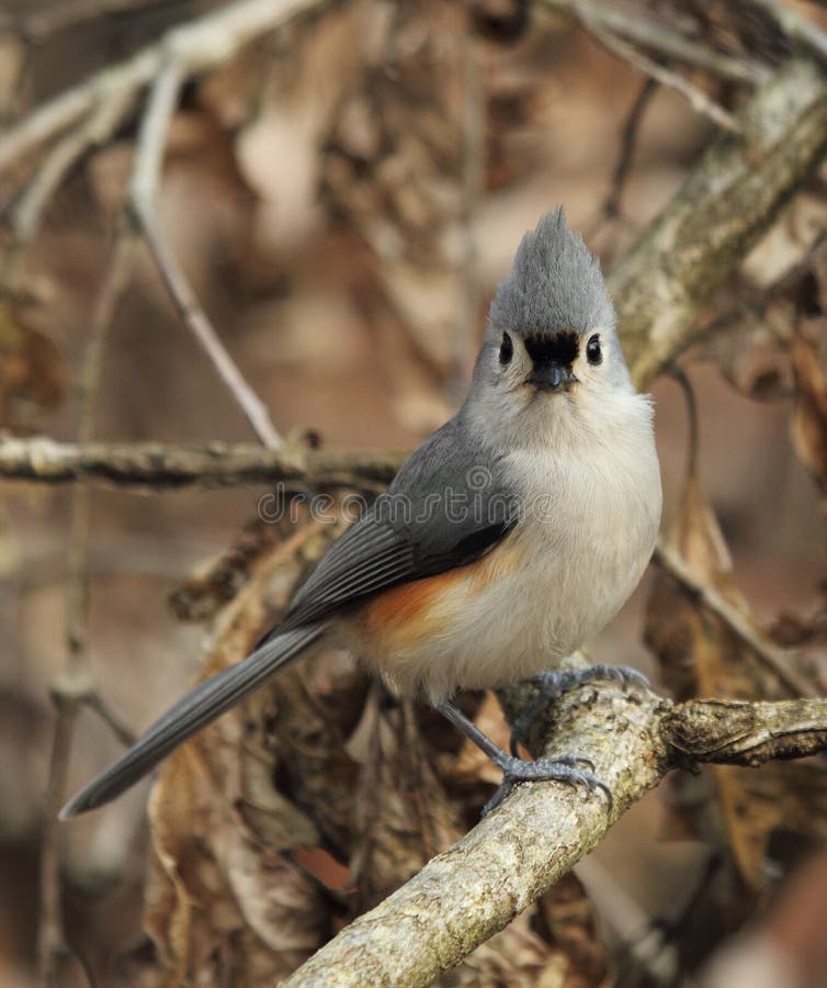 Tufted Titmouse Portrait stock photo. Image of cute, baeolophus - 23930938
