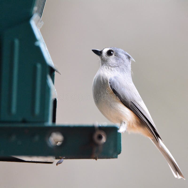 Tufted Titmouse Portrait stock photo. Image of bird, white - 65154766