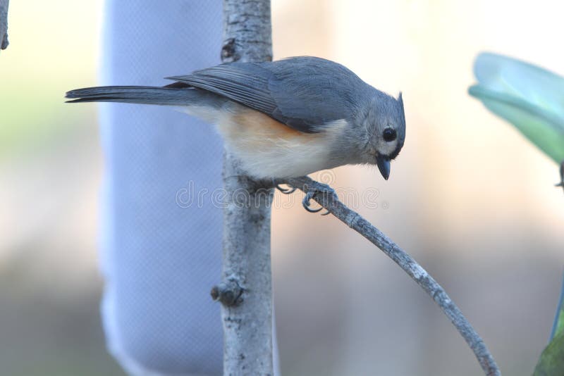Tufted titmouse stock photo. Image of designs, gray, feathers - 83327584