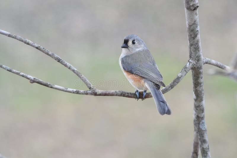 Tufted titmouse stock image. Image of breeds, decor, feathers - 83333091
