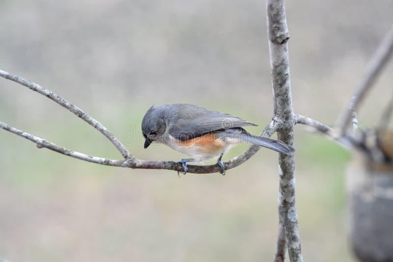 Tufted titmouse stock photo. Image of feathers, plant - 83333450