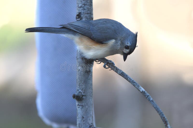 Tufted titmouse stock photo. Image of genus, plant, feathers - 83333746