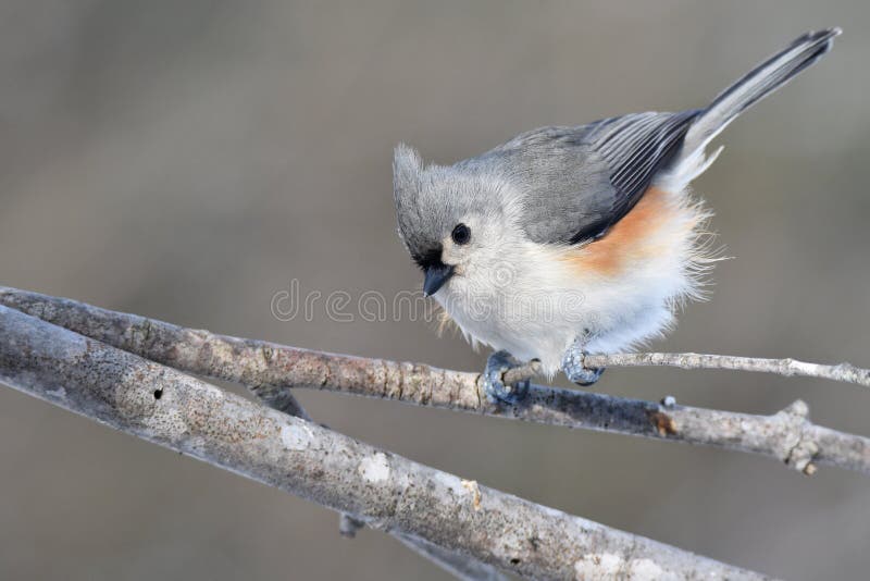 Tufted Titmouse Nest Stock Photos - Free & Royalty-Free Stock Photos ...