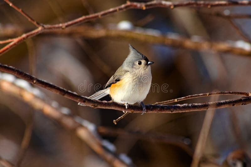 Tufted Titmouse in the Winter Sunshine Stock Photo - Image of titmouse ...
