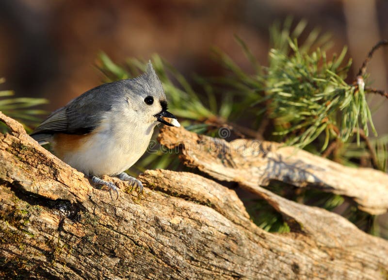 Tufted Titmouse stock photo. Image of bicolor, evergreen - 49651002