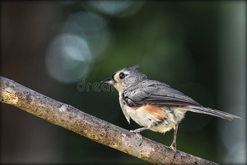 Tufted Titmouse Nest Stock Photos - Free & Royalty-Free Stock Photos ...