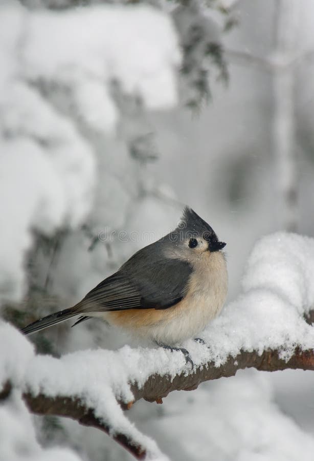 Tufted Titmouse in Winter Snow Stock Image - Image of environment ...