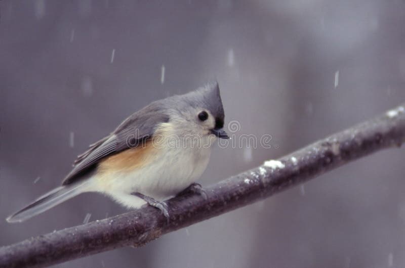 Tufted Titmouse in Winter Snow Stock Image - Image of environment ...