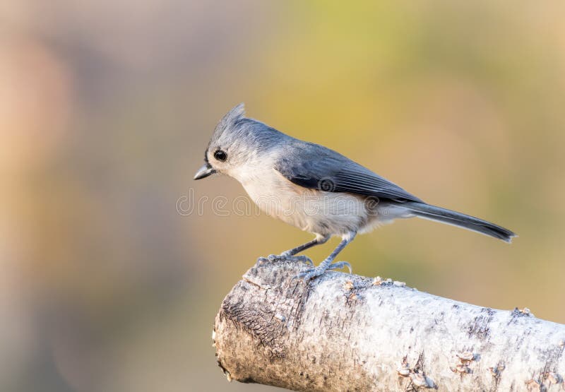 Tufted Titmouse, a Small Gray Songbird, Looking Straight Ahead Ready To ...
