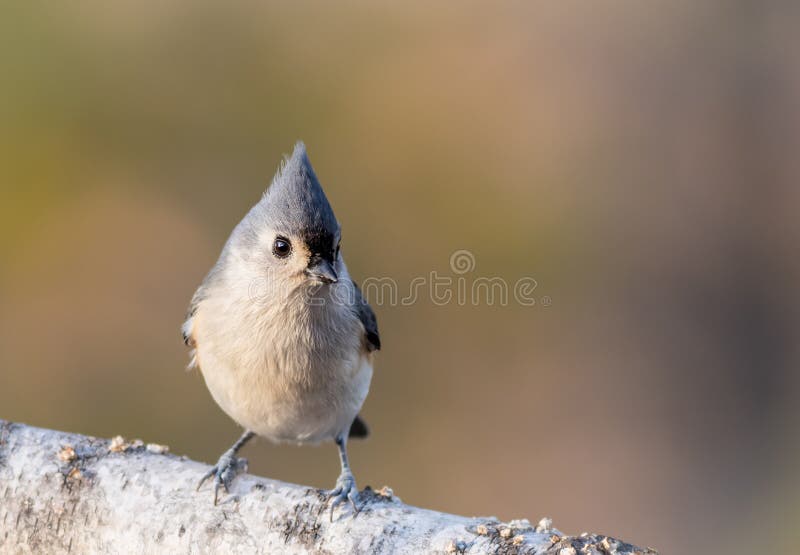 Tufted Titmouse, a Small Gray Songbird, Looking Straight Ahead Ready To ...