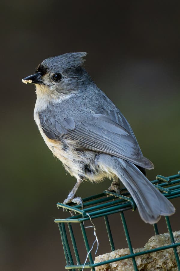 Tufted Titmouse Holding Food Stock Image - Image of bird, spring: 385285637