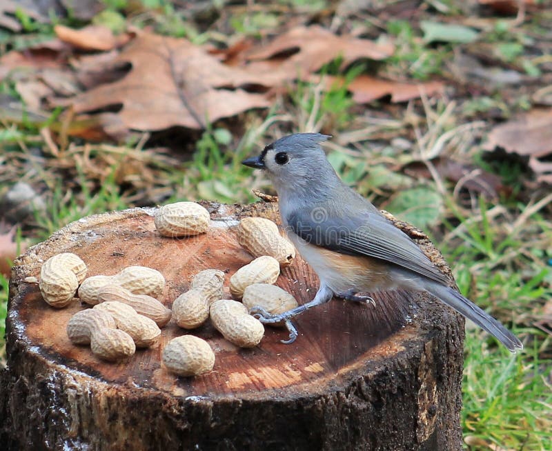 Tufted Titmouse stock photo. Image of feathers, tree - 46763638