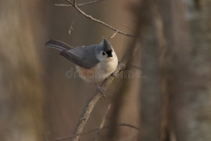Tufted Titmouse stock image. Image of titmouse, feathers - 113307493