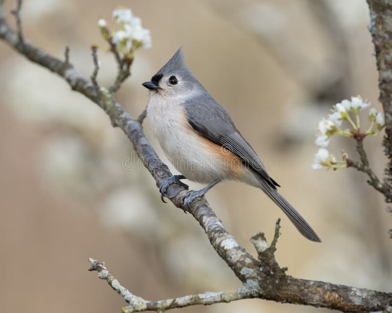 Tufted Titmouse stock image. Image of feathers, beautiful - 175238965