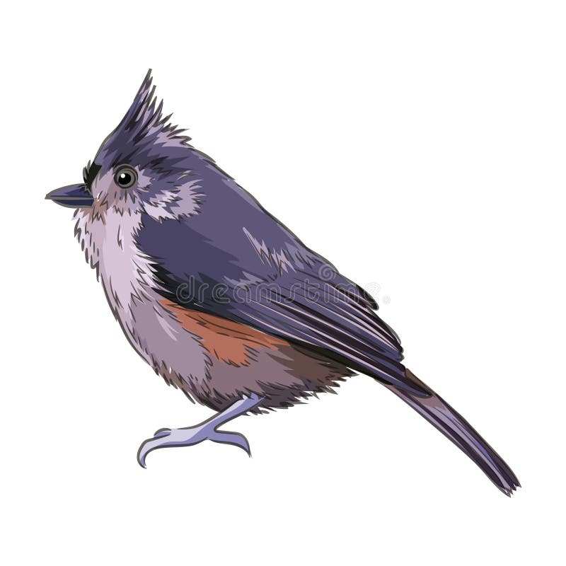 Tufted Titmouse Stock Illustrations – 80 Tufted Titmouse Stock ...