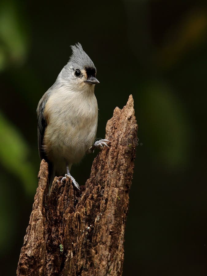 Tufted Titmouse stock image. Image of gray, baeolophus - 130138341