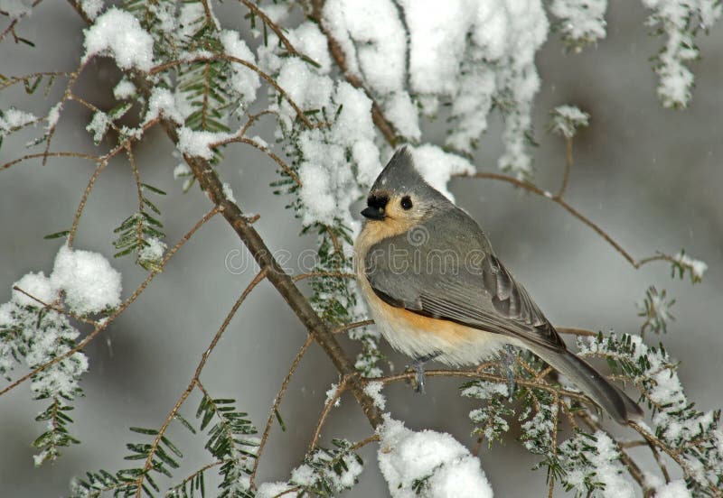 Tufted Titmouse in Winter Snow Storm Stock Image - Image of wildlife ...